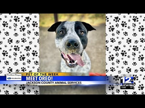 Pet of the Week! Meet Oreo!
