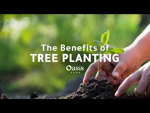 Discover the Remarkable Benefits of Tree Planting | Oasis Park