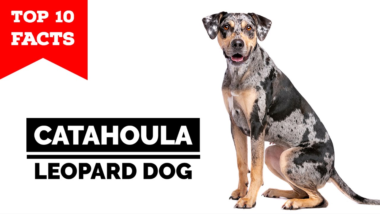 Catahoula Leopard Dog - Top 10 Facts