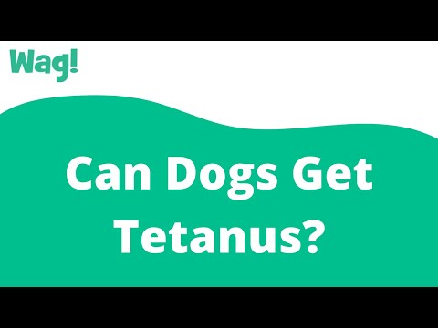 Can Dogs Get Tetanus? | Wag!
