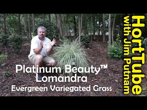 This Ornamental Grass is Amazing - Platinum Beauty™ Lomandra