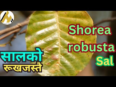 Lessons from the Sal Tree (Shorea robusta)