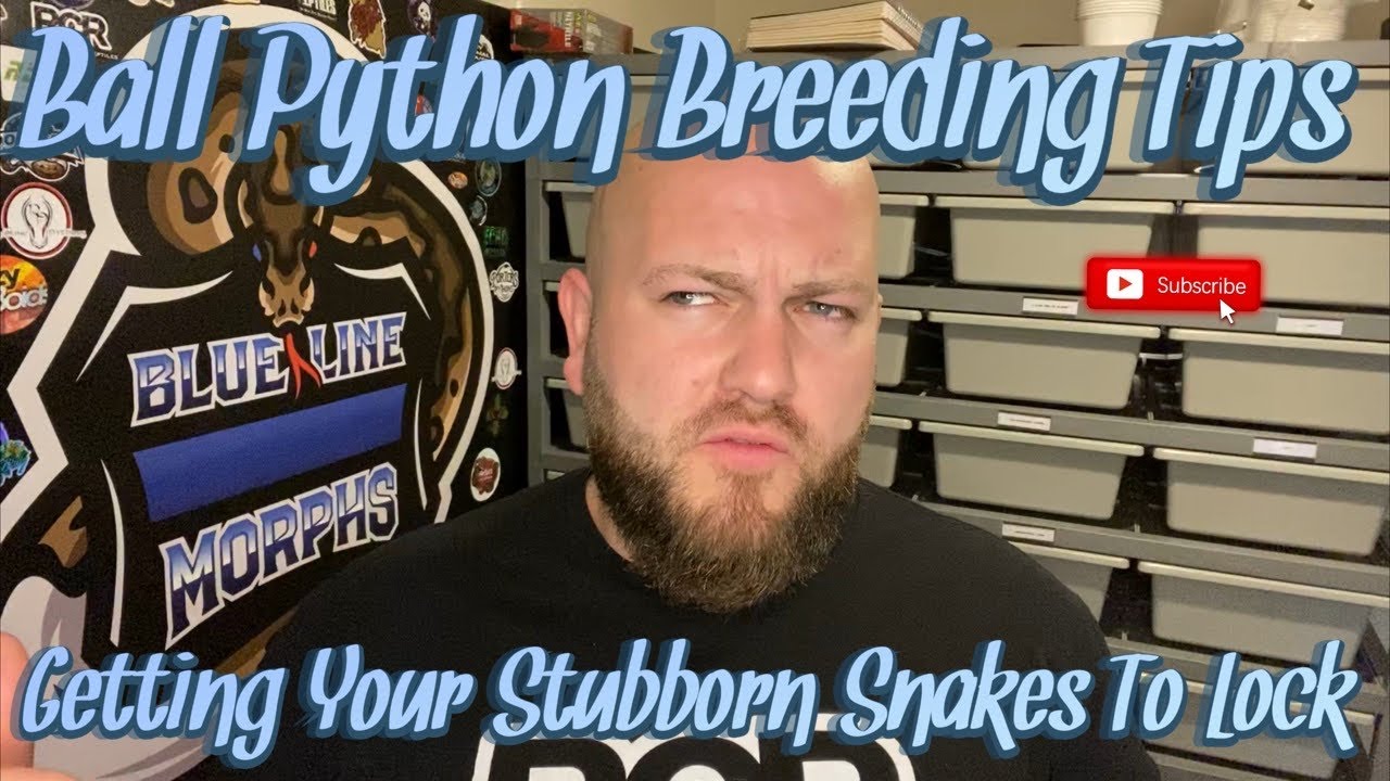 Ball Python Breeding Tips: Tricks To Get Your Snakes To Lock!