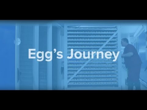 Eggs Journey in our Bell & Evans Chicken Hatchery