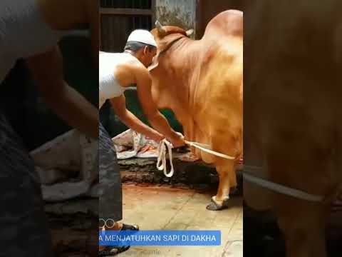 Cara Merobohkan Sapi Besar Untuk Disembelih