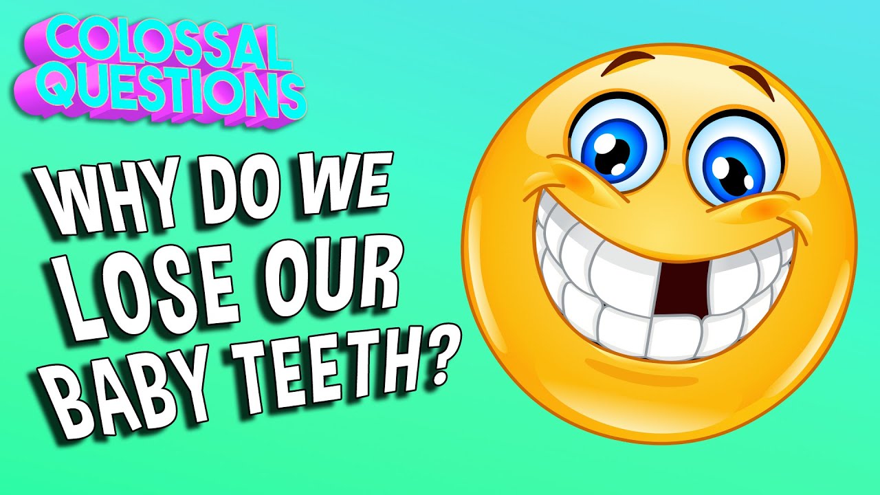 Why Do We Lose Our Baby Teeth? | COLOSSAL QUESTIONS
