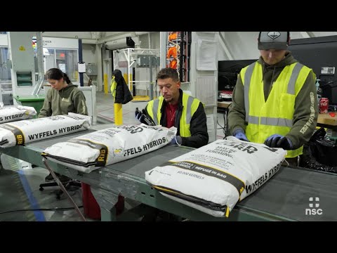 MSD Pledge in Action: Wyffels Hybrids