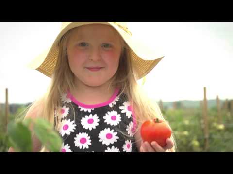 Scotts Farms Girl, Tomatoes
