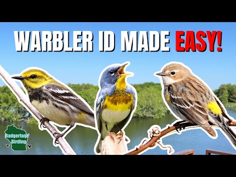 Learn to Identify the 15 Most Common Spring Warblers!