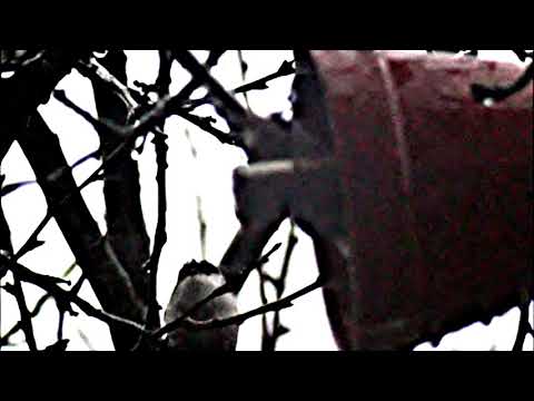 Naturbeobachtung Mehrere Schwanzmeisen(Aegithalos caudatus europaeus(Hermann 1804)) am Futtertopf