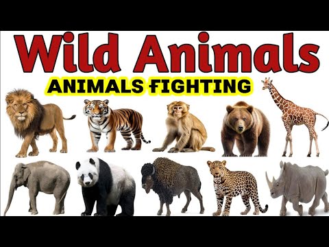 Animals Name | Wild Animals Name in Hindi & English with pictures| जंगली जानवरों के नाम |animal name