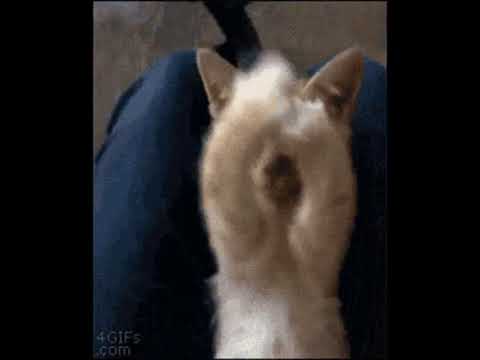 daily gif #12? I think? I'm kinda brain dead (not kinda)