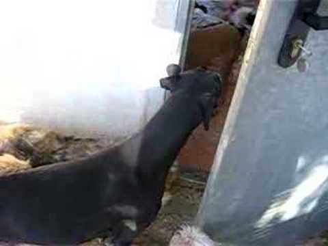 LUZ, a special galga for a special lady!