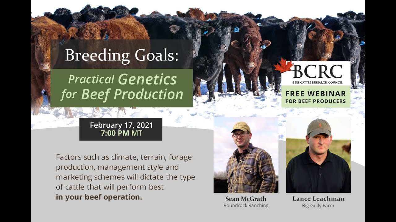 Breeding Goals: Practical Genetics for Beef Production