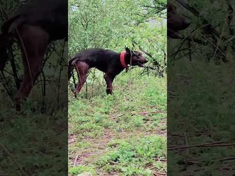 Gatner to create a dog miracle 16