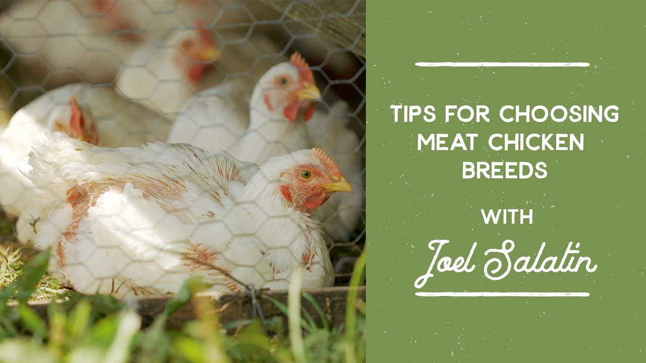 Tips for Choosing Broiler Chicken Breeds | Joel Salatin