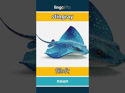 🇬🇧🇮🇳 stingray - स्टिंगरे : learn English : चला इंग्रजी शिकूया : vocabulary builder
