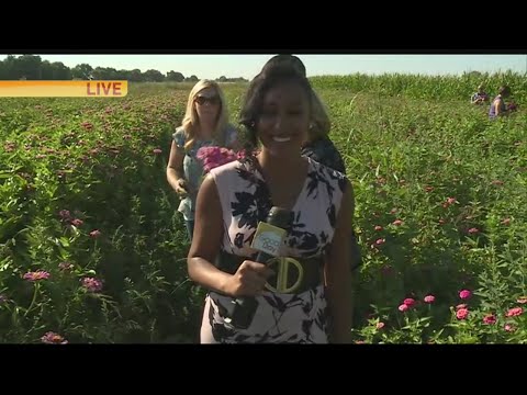 Free Flower Picking