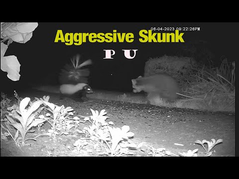 Aggressive Skunk PHEW ! Stinky Fired One Off Last Night