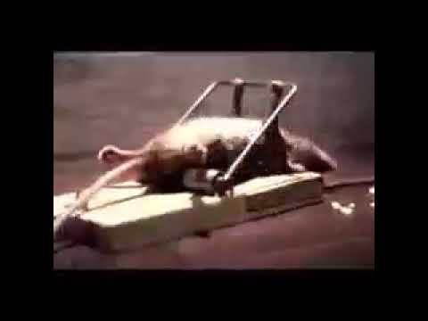 Funny Rat GIF