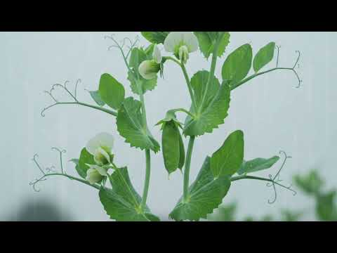 Garden Answer: Peas – Pisum Sativum, a synonym of Lathyrus Oleraceus