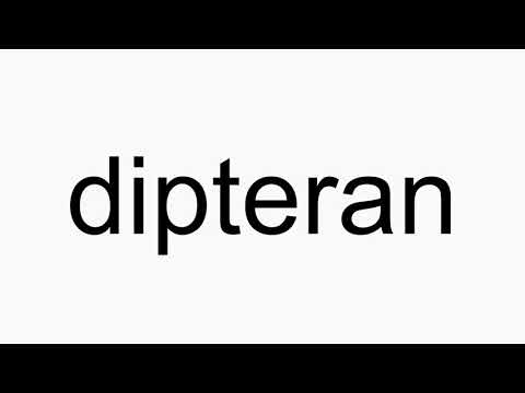 How to pronounce dipteran