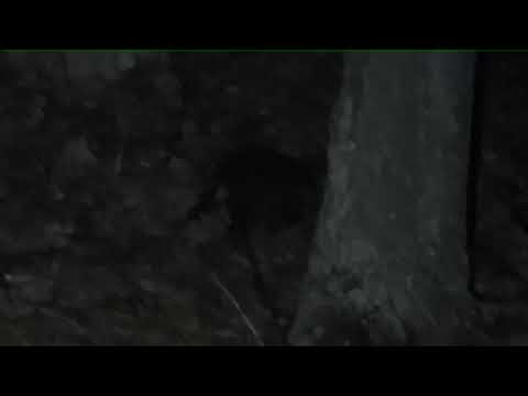 Fisher cat baby making sounds