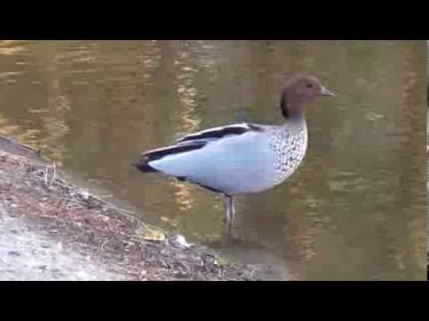 Australian Wood Ducks