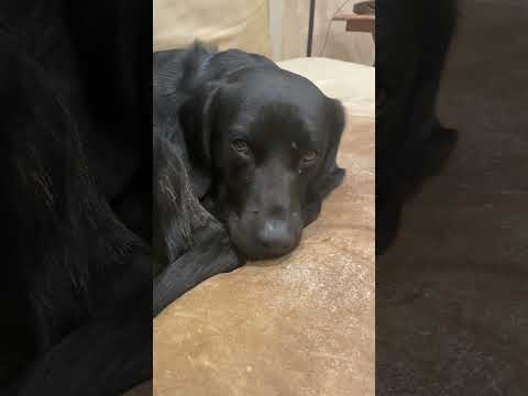Why do dogs just curl up into balls? 😍🥰😘