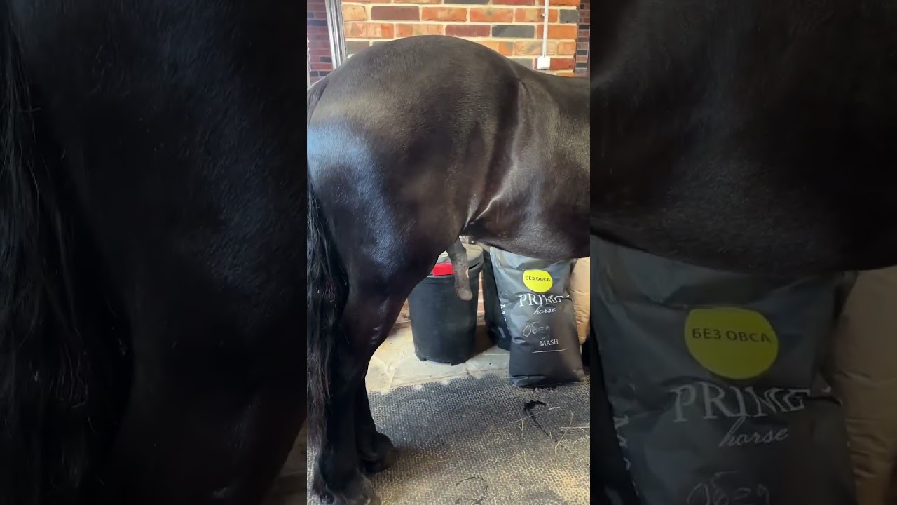 Why when I clean him, he does so..