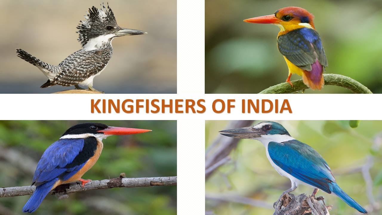 Kingfishers of India 🇮🇳 | Birds | Indian Birds