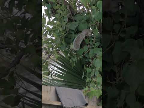 Epic Acrobatic Squirrel Jump: A Must-See!#shorts