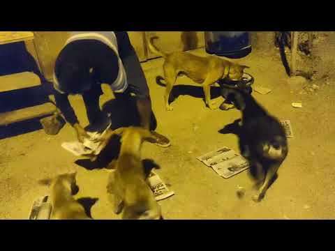 Feeding stray dog me & my brother//🤘