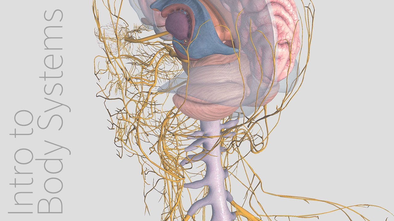 Introduction to the Nervous System -  Animated Tutorial | Complete Anatomy