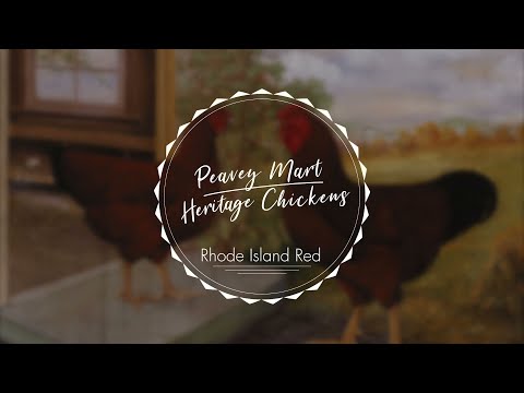 Heritage Breeds: Rhode Island Red