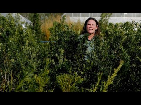 Get it Growing: Japanese yews create excellent privacy screen