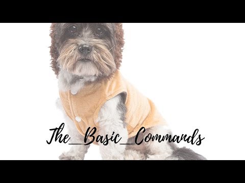 How to Train Dog the Basics in Brain Training For Dogs