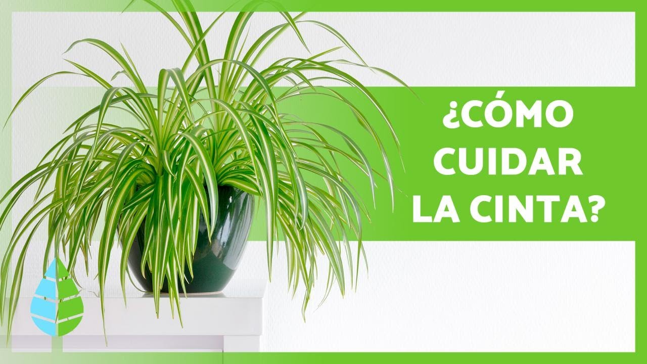 LOVE RIBBON CARE 🌿 Watering, Substrate, Propagation and more! 💦