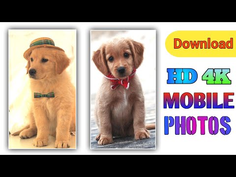 dog hd wallpapers | dog photo | dog image | dog 4k photos #dog #photography #shorts #image