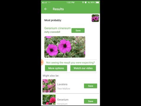 PlantSnap identifies an Ashy cranesbill (Geranium cinereum)