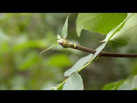 Carya ovata - Shagbark Hickory