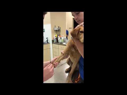 Task 40 Intravenous Injection, Cephalic, Dog
