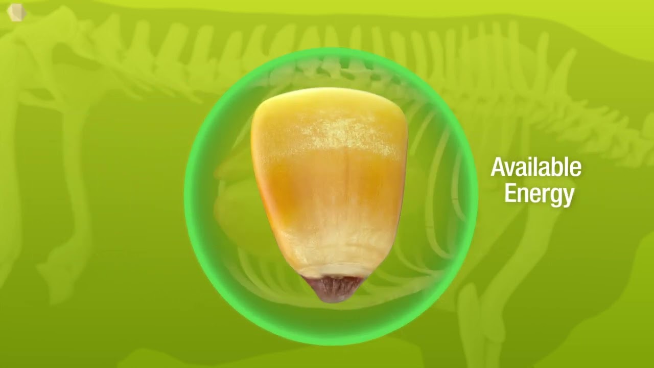 Enogen Feed Hybrids | Syngenta US