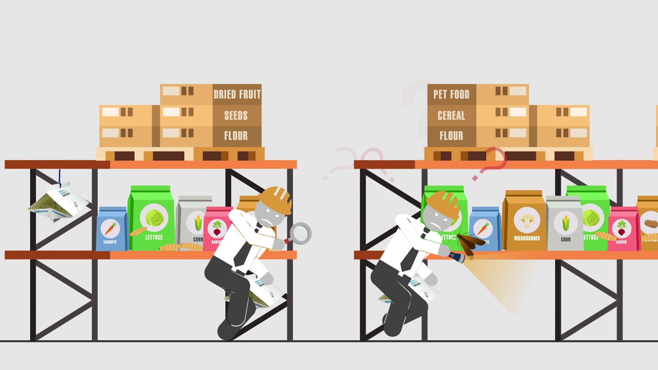 SDC's Real-Time Insect Detection for Post Harvest Stored Food