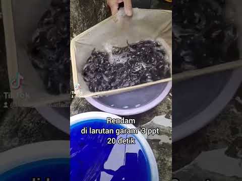 cara atasi.jamur di benih lele#shortsviral