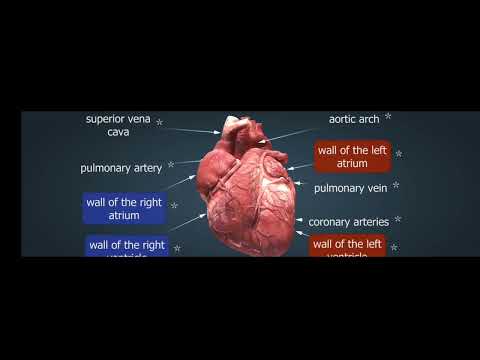 Heart position, structure and blood circulation in human body,3D animation
