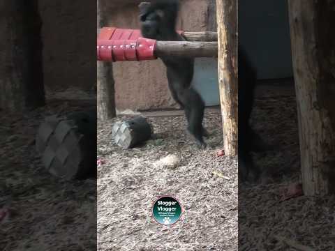 Gorilla’s Epic Backflip onto Hammock #amazinganimals #backflipping