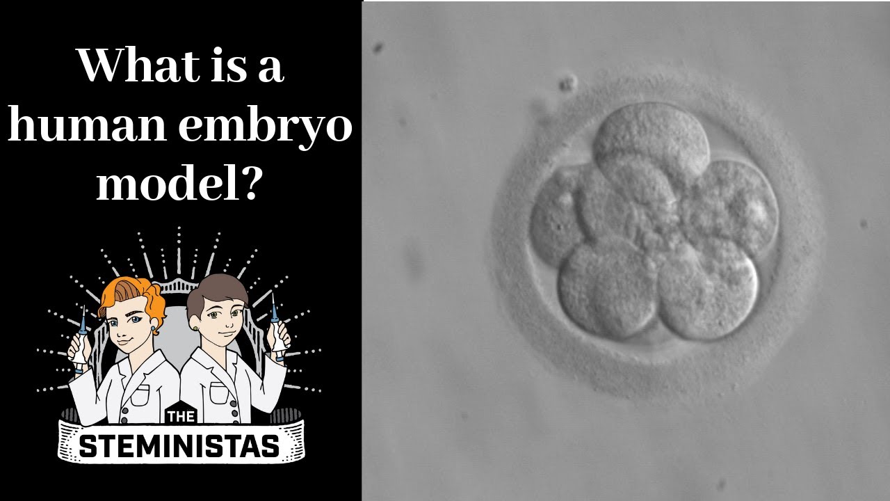 What is a human embryo model?