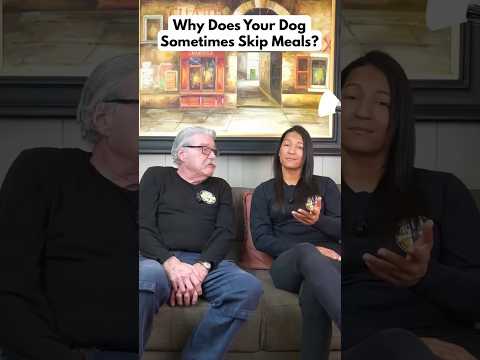 Why Does Your Dog Skip Meals? #puppy #dogs #shorts Learn More https://linktr.ee/k9koncepts
