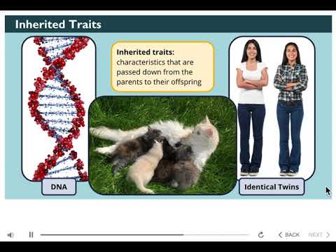 Animal Traits Part 1